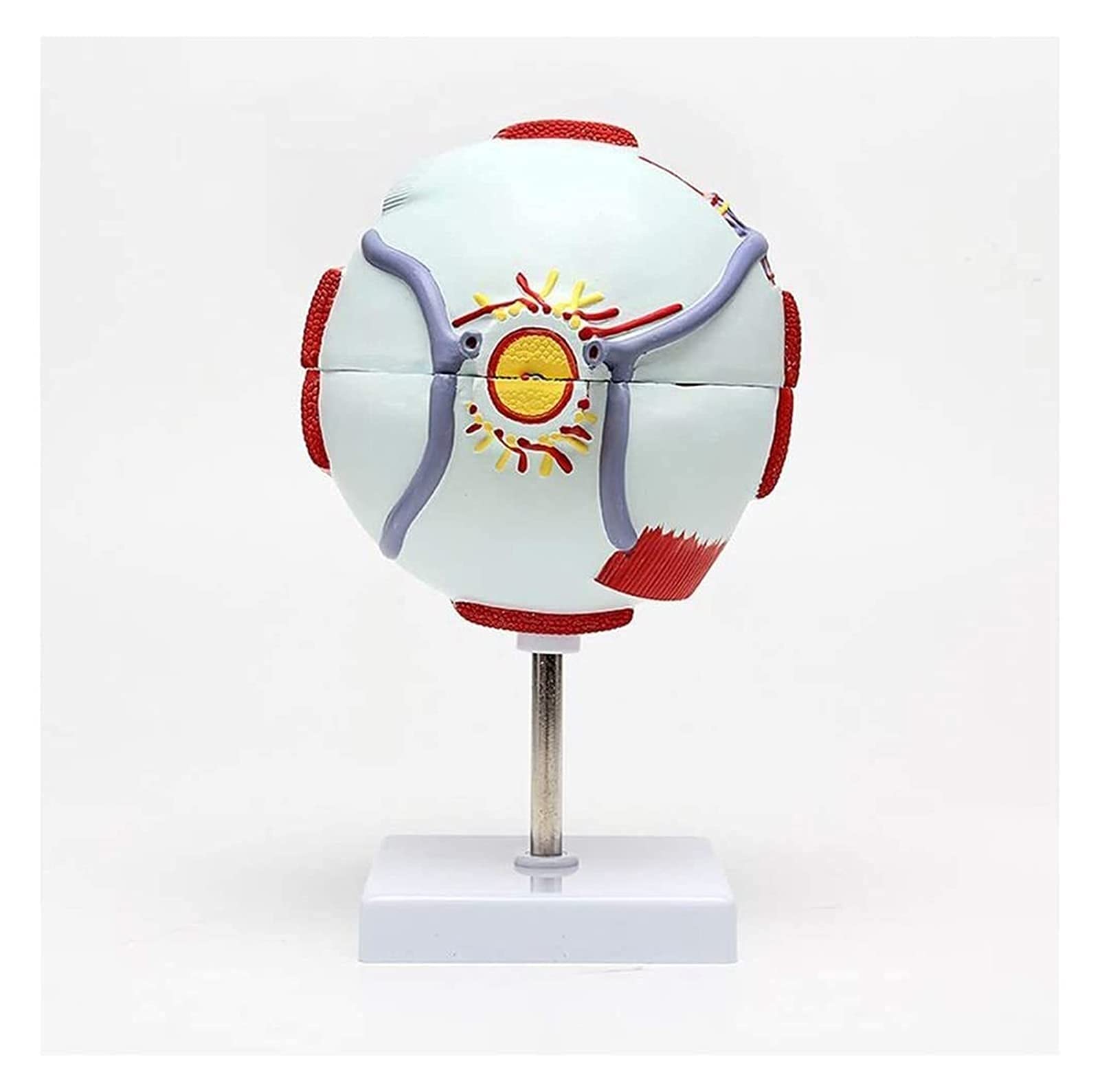 Anatomical Model Of The Human Eye Anatomy Anatomy Anatomy Anatomically ...