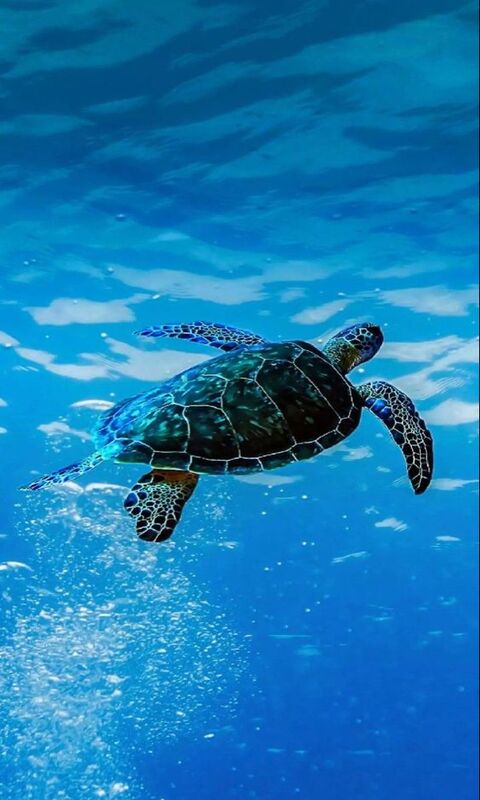 Turtle Wallpaper HD - App on Amazon Appstore