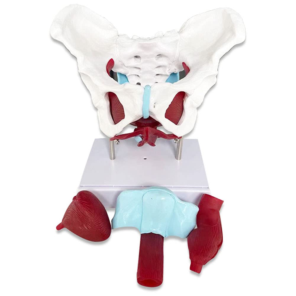 Buy Female Pelvic Floor Muscle Anatomical Model, Female Hip Pelvis ...