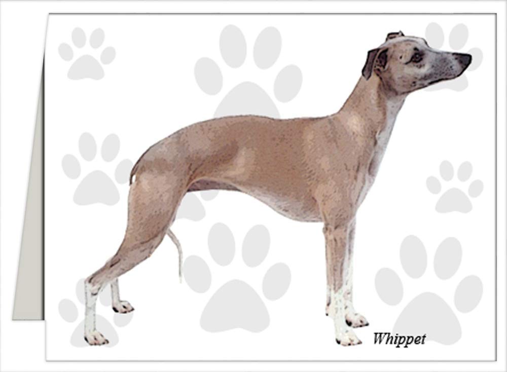 Amazon.com: Whippet Note Cards : Office Products