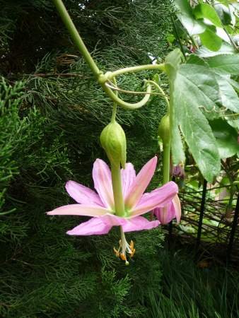 TROPICA – Banana passionfruit (Passiflora mollissima) – 15 Semi- Piante ...