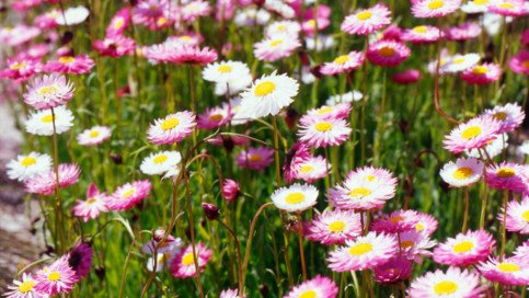Creative Farmer Paper Daisy Seeds (ACROCLINIUM Seeds/Helipterum Roseum ...