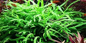 Java Fern Trident - Microsorum pteropus 'Trident' - Live aquarium plant ...