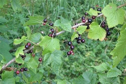 Ribes nigrum | Black Current | Cassis | Squinancy | 20 Seeds in ...