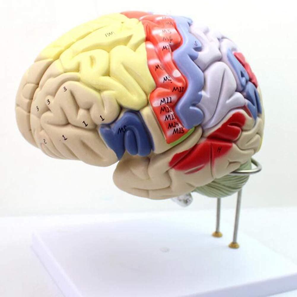 Learning Soft Foam Cross Section Human Brain Model 2x Life | Desertcart ...