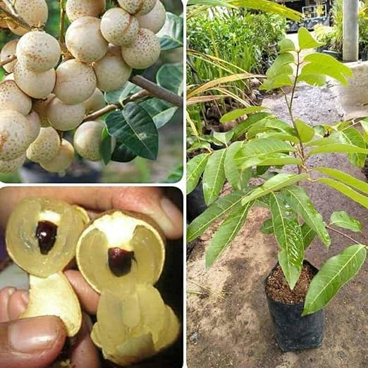 Exclusive Dragon Eye Longan Fruit Plant | Dimocarpus Live Seedless ...