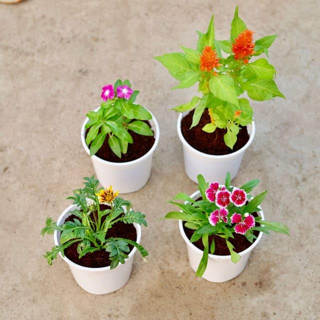 Mphmi Seedless Plant Plants Flower Set of 4 Salvia, Marigold, Celosia ...