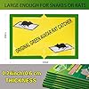 Amazon.com : 8 Pack Jumbo Sticky Snake Traps, Super Sticky Glue Trap ...