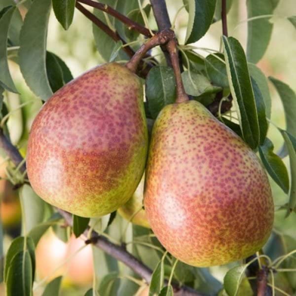 M-Tech Gardens Rare Pear " Louise Bonne " Exotic 20 Fruit Seeds for ...
