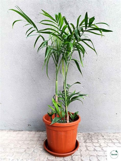 Mphmi NCR Live Plants Bambusa bambos, Tree of Punarvasu Nakshatra ...