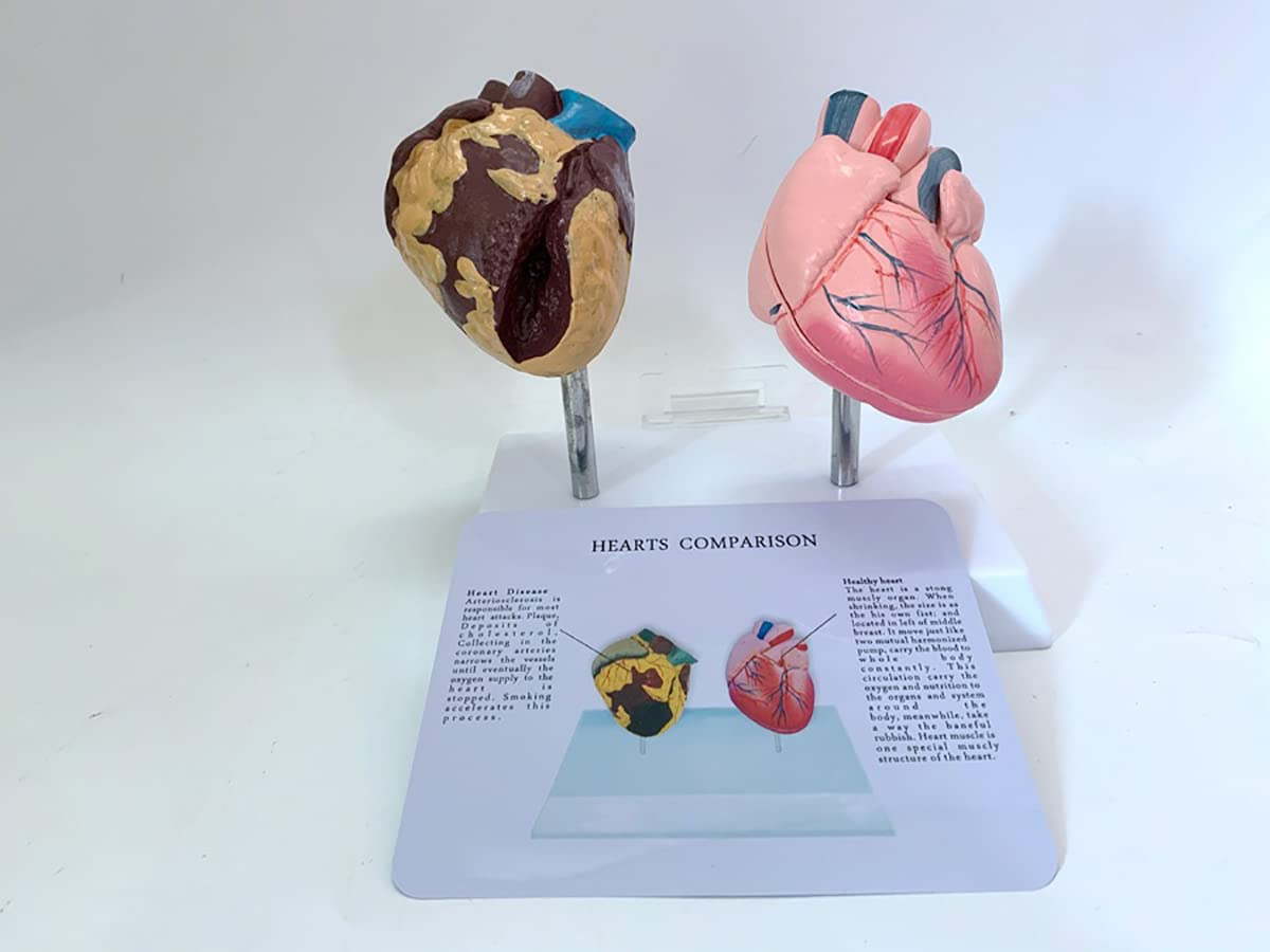 Buy Human Heart Model For Anatomy,Human Body Model for Kids,Comparison ...