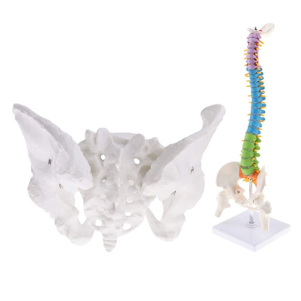 Buy F Fityle Life Size Vertebral Column Anatomical Model with Pelvis ...