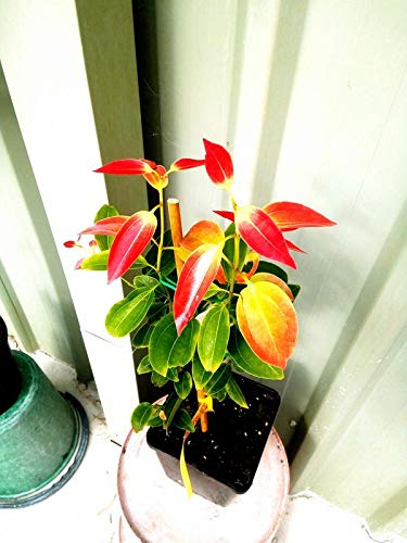 Plants Point Rare Dwarf Dalchini Plant - True Cinnamon Tree, Cinnamon ...