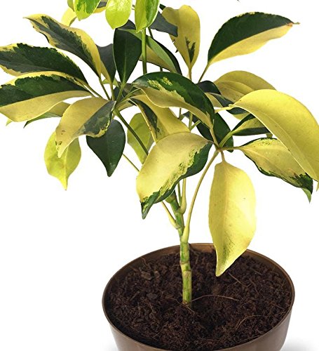 Nelesa Gardening Live Variegated Saplera Plant : Amazon.in: Garden ...