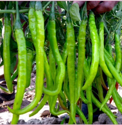 Seeds Point Chilli Seeds Hot Jwala Pariksha Hybrid Chili Combo (Pack of ...