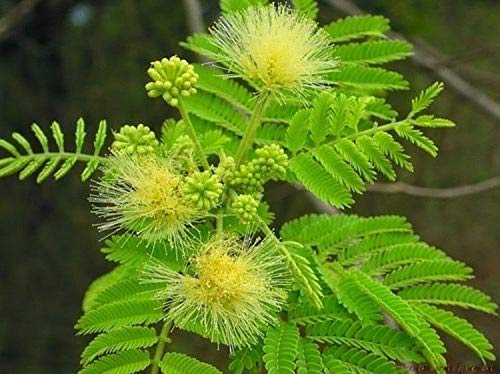 SHOP 360 GARDEN Albizia amara, Krishna Siris, Oil cake tree, Arappu ...