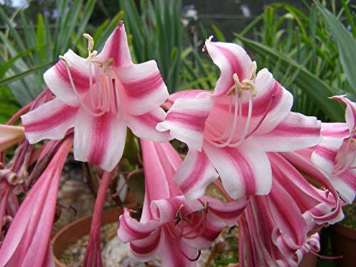 Meadows Cranium flower bulb (not seeds) Outdoor Gardening, Lily Bulb ...