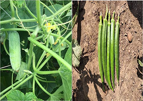 Iris F1 Hybrid Vegetable Seeds Combo of Okra (Shivani) and Cucumber ...