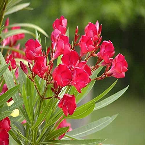 Vixenssell Red Kaner Nerium Oleander Plant with pot : Amazon.in: Garden ...