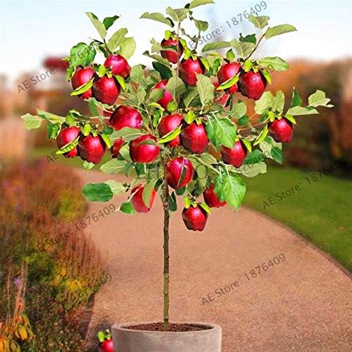 WANCHEN 50pcs/Bag Dwarf Apple Seeds Miniature Apple Tree Sweet Organic ...