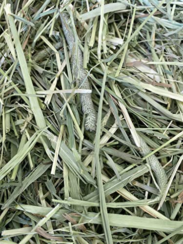 Heu Kaninchen – Die 15 besten Produkte im Vergleich & Angebote ...