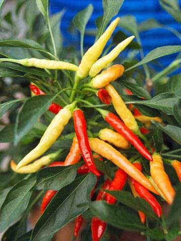 Ritz Farming® Imported Chilli seeds | yellow & red chilli seeds ...
