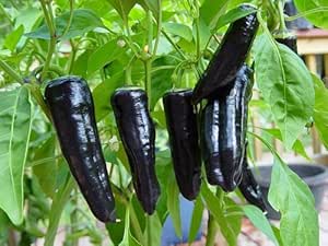 Amazon.com: Purple Marconi Sweet Pepper - 10 Seeds : Patio, Lawn & Garden