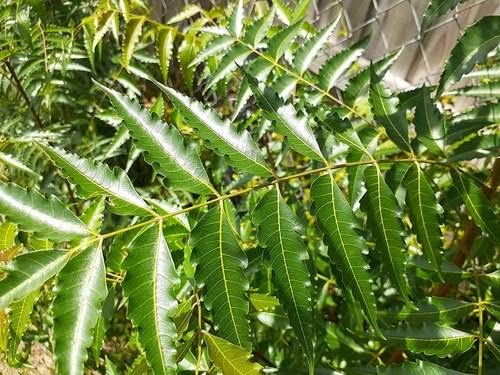 Fresh Neem Leaves (Azadirachta indica) 300grms. : Amazon.in: Garden ...