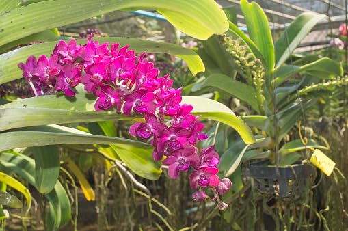 Exotic Dwarf Variety Vanda Orchid Plant Live Decorative Plant Bare ...