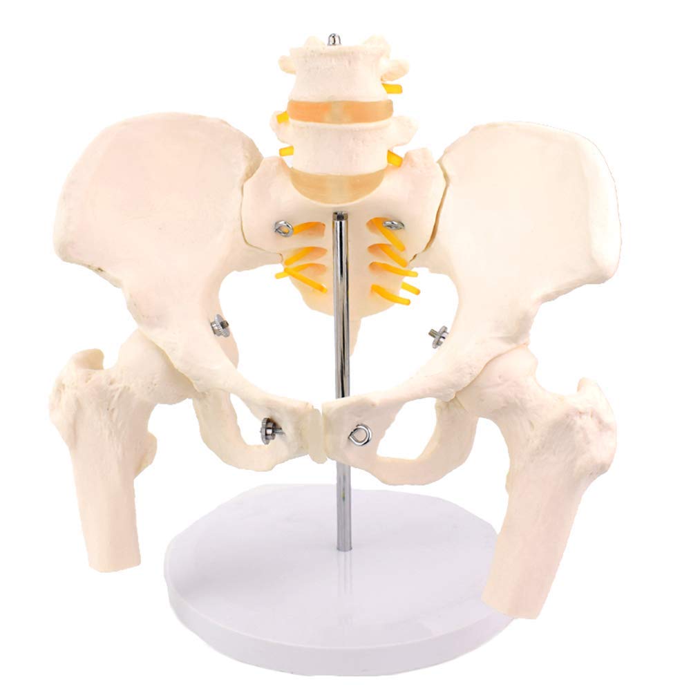 Buy WEHQ Female Pelvis Model Hip Model Life Size Hip Pelvic Model ...