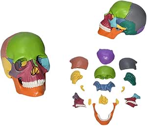 GeRRiT 15 Parts Colored Exploded Plastic Skull Model Human Skull ...
