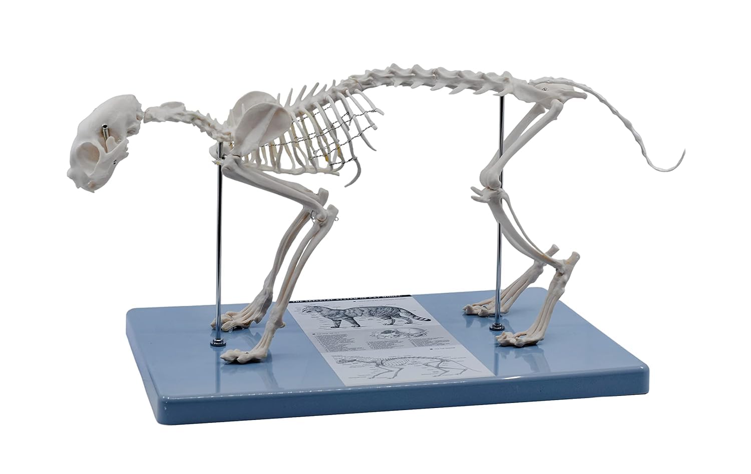 Medical Anatomical Feline (Cat) Skeleton Model, Life Size : Amazon.ca ...