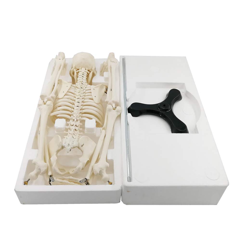 Human Skeleton Model, Anatomical Skeleton, Life Size Flexible Skeleton ...