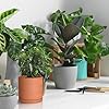 Amazon.com : D'vine Dev Small Plus 5 Inch Terracotta Plant Pot with ...