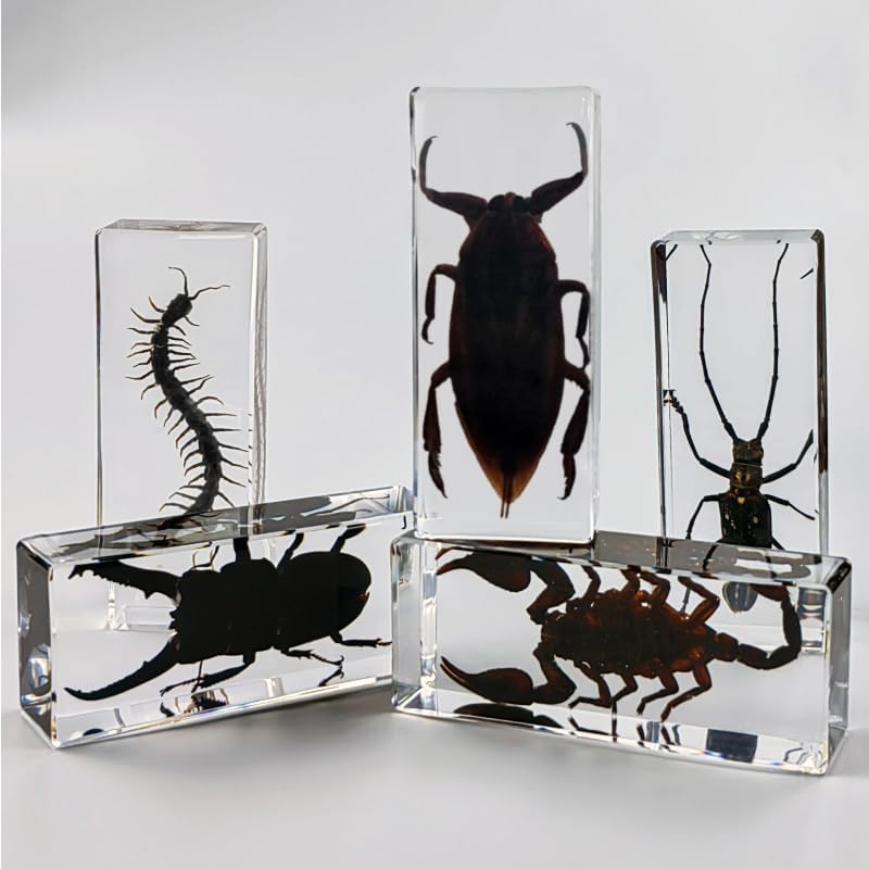 KSVMOAG 2 Pcs Insect Specimen Paperweights (large size),Science ...