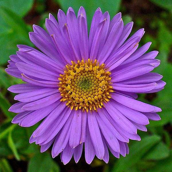 Mphmi Seedless Plant Landscaping Plants Aster (Color) - Plant : Amazon ...