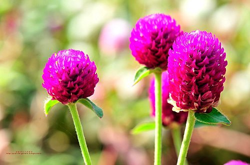 Creative Farmer Flower Seeds : Makhamali Flower Seeds For Garden ...