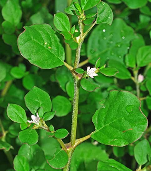 Gachwala Thazhuthama Punarnava Medicinal Plant Live with Pot