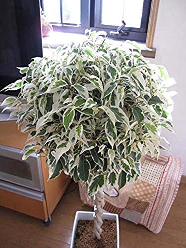 LushGreen Gardens Rare Indoor Live Plant - Ficus Starlight, Ficus ...