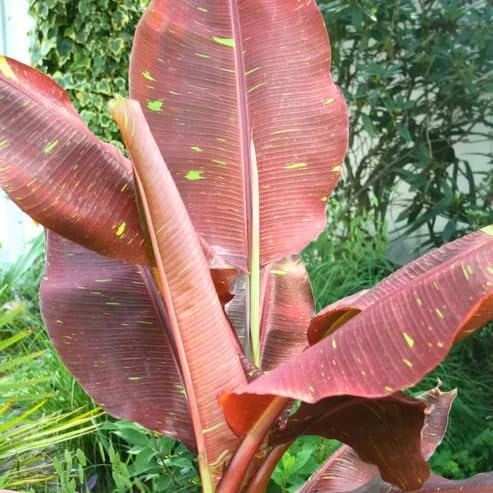 Mphmi Seedless Plant Fruit Plants Musa acuminata Siam Ruby | Red Banana ...