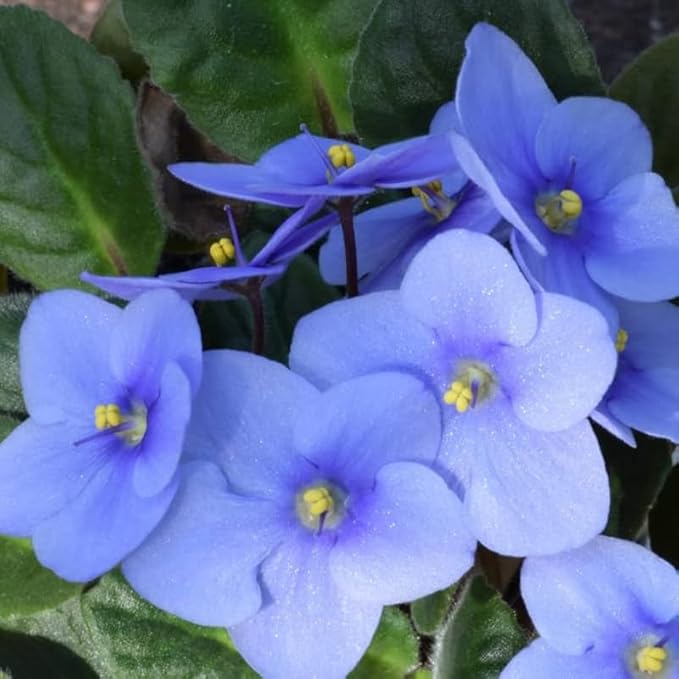 Amazon.com : African Violets Live Plants Houseplants for Planting ...
