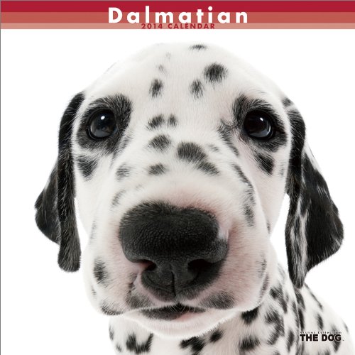 Amazon.com: 2014 Dalmatian Calendar (japan import): 4582259885431: Books