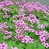 Amazon.com : 50g Red Oxalis corymbosa Bulbs Red Shamrock Wood Sorrel ...