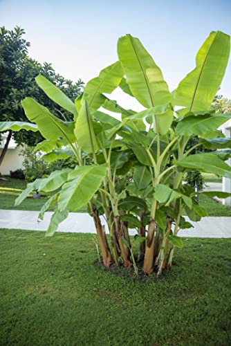 Bananensamen – Die 15 besten Produkte im Vergleich - haushalt-und ...