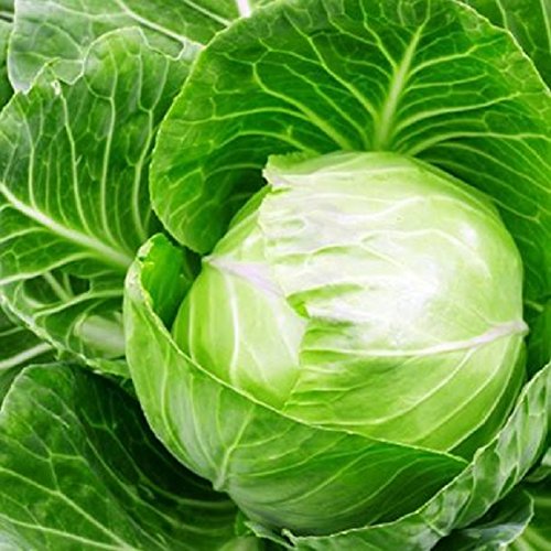 PREMIER SEEDS DIRECT - Cabbage - EARLIEST of All - 10 Grams - Ball Head ...