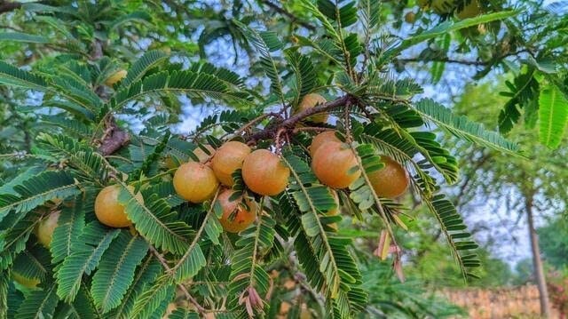 Thai Grafted Red Amla Fruit Plant And Tree : Amazon.in: Garden & Outdoors
