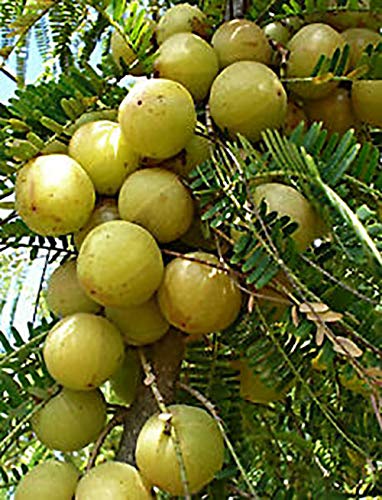 Amla (Big Anola Fruit,Amlaki Grown amalaka Indian Gooseberry Through ...