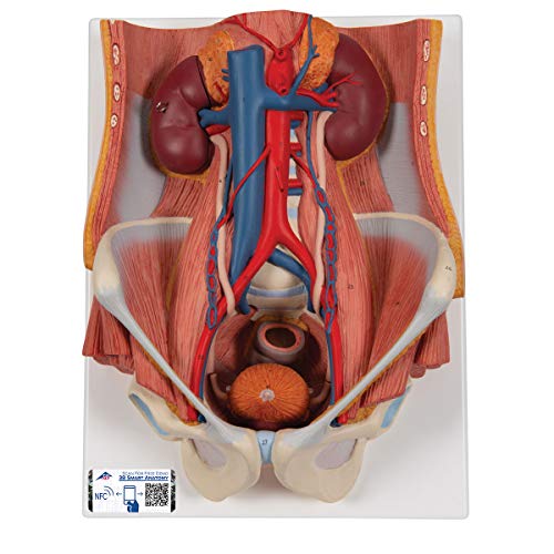 3B Scientific K32 Dual Sex 6-part Urinary System - 3B Smart - Want It All