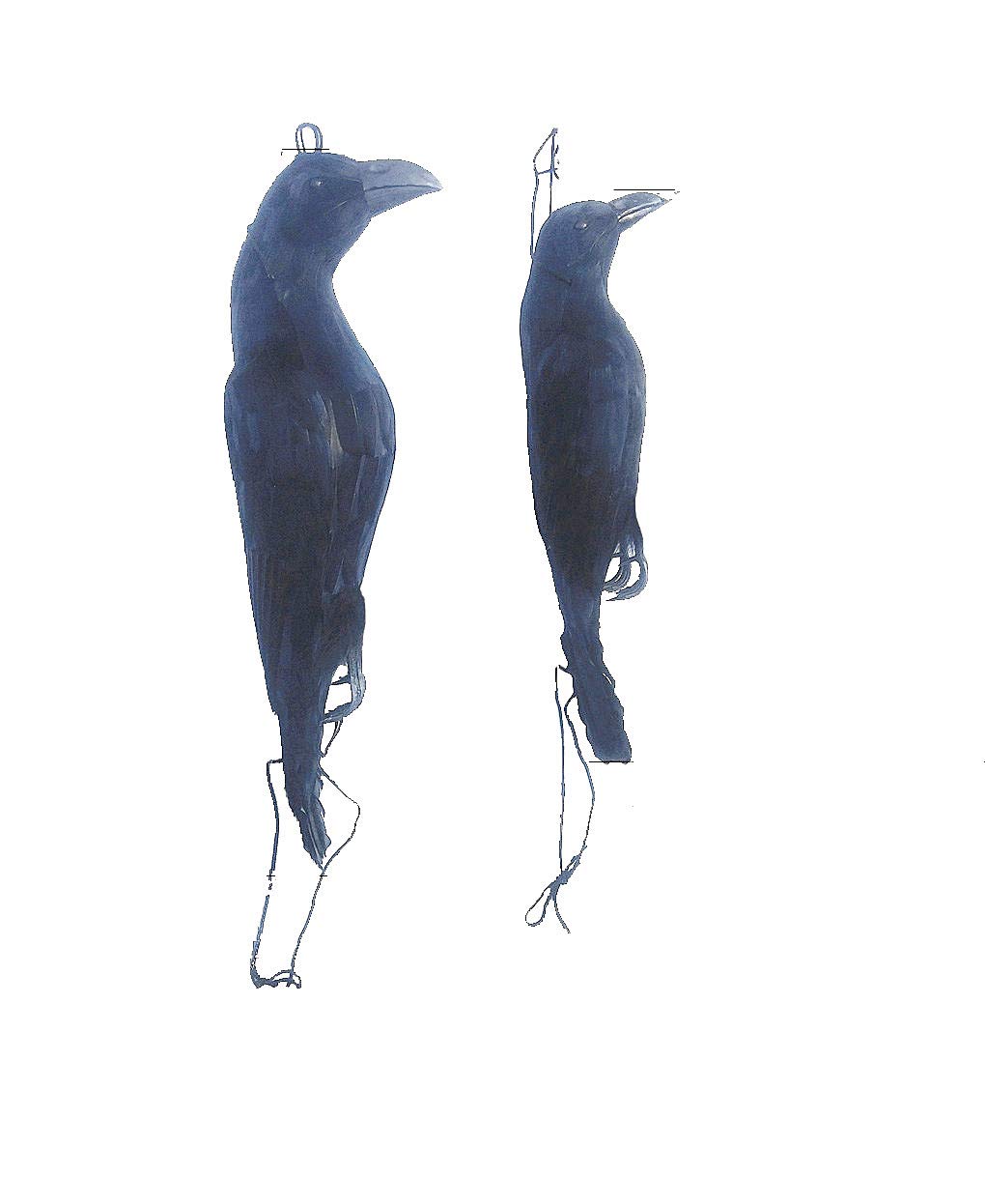 Amazon.com : 22-inch+17-inch Two Realistic Dead Crows Decoy Combination ...