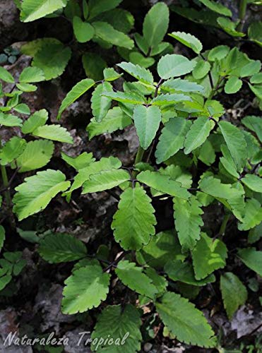 Plants Point-Patharchatta, Bryophyllum pinnatum, Kidney Stone Plant ...